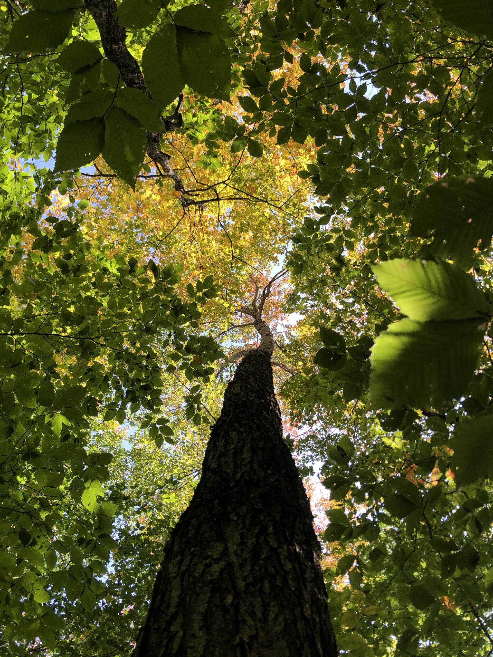 Home - Hubbard Brook Ecosystem Study